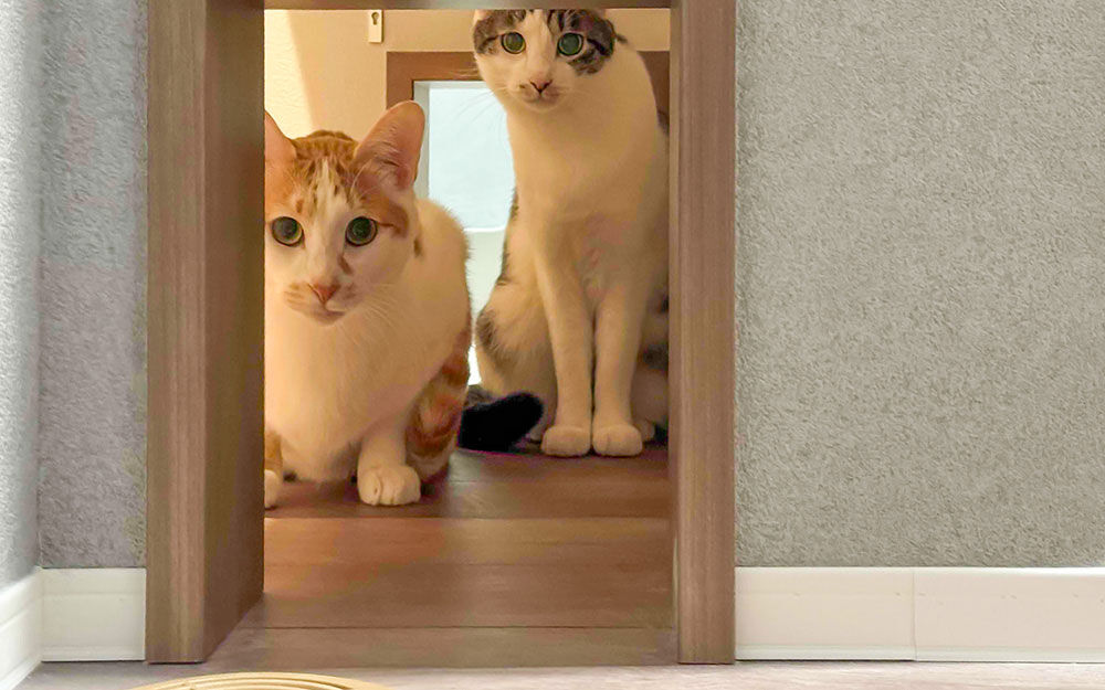 【SUUMO】 【29坪×ペット共生×2階水回り】愛猫のための耐震性＆快適を優先。3匹とのびのび寛げるアイデア満載の家 - ロイヤルウッド 一宮展示場の建築実例詳細 | 注文住宅